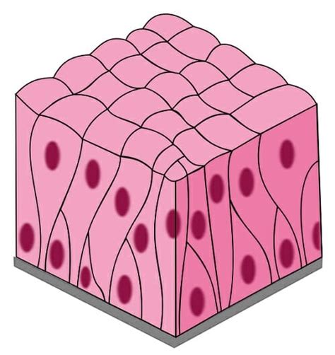 Pseudostratified Columnar Epithelium Anatomy