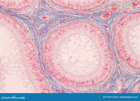 Histological Epididymis And Testis Human Cells Under Microscope Stock
