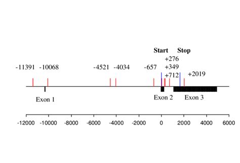 Adiponectin Gene Structure And Single Nucleotide Polymorphisms Snps