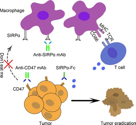[pdf] Insights Into Cd47 Sirpα Axis Targeting Tumor Immunotherapy