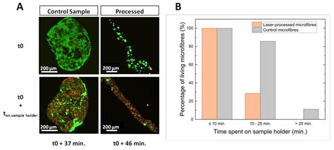 Ijms Free Full Text Vascularization Of Cell Laden Microfibres By
