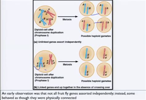 Chapter 25 Sexual Reproduction Meiosis And Genetic Recombination