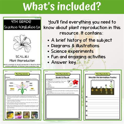 Answer Key Flower Structure And Reproduction Worksheet Answers Coloring