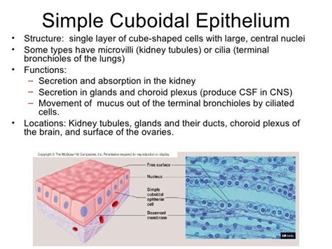 Simple Cuboidal Epithelium Location Function