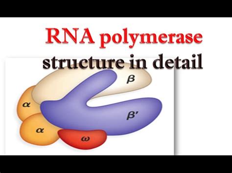 Rna Polymerase Structure And Function