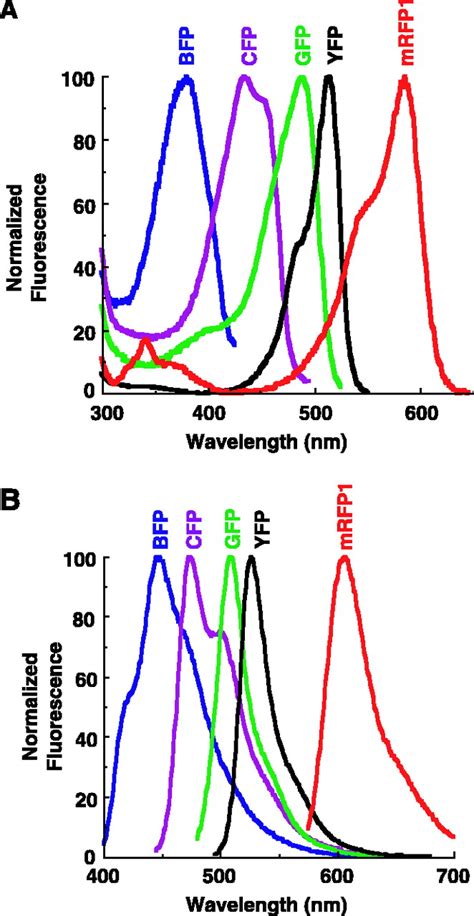 Development And Use Of Fluorescent Protein Markers In Living Cells