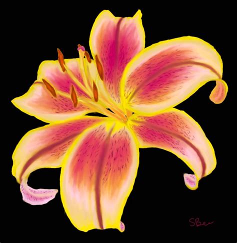 Drawings Of Tiger Lilies