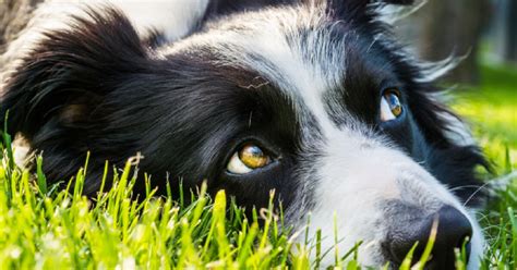 Un Border Collie De Texas Salvó La Vida De Su Dueño Tras Sufrir Un