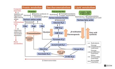 Biology Charts And Posters Biology Charts Human Metabolic Pathways