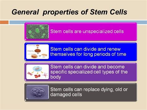 Properties And Uses Of Stem Cells
