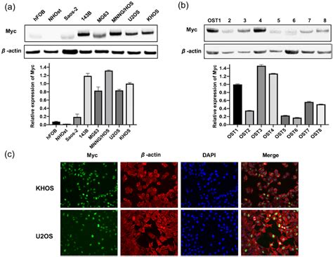 Myc Expression In Human Osteosarcoma Cell Lines And Fresh Tissues A