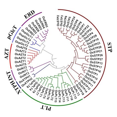 phylogenetic tree of the monosaccharide transporter mst protein