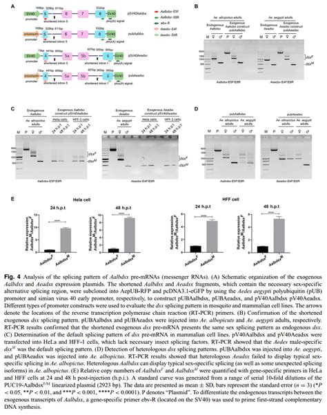 Alternative Splicing Patterns Of Doublesex Reveal A Missing Link