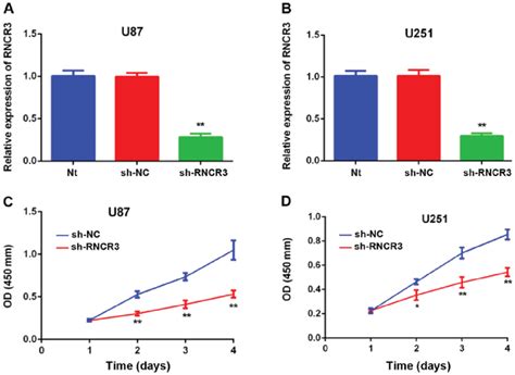 Knockdown Of Rncr3 Inhibits Proliferation Of Glioma Cells A The