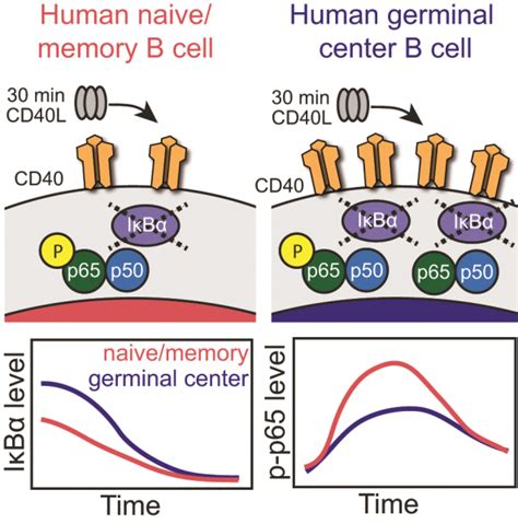 Unraveling Signaling In Single B Cells For Higher Affinity Receptors