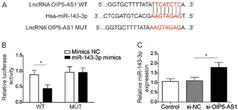 Oip5 As1 Directly Targets And Negatively Regulates Mir 143 3p In