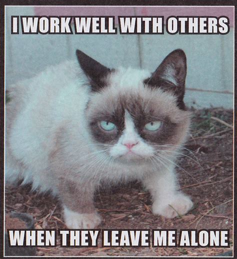 Grumpy Cat Work