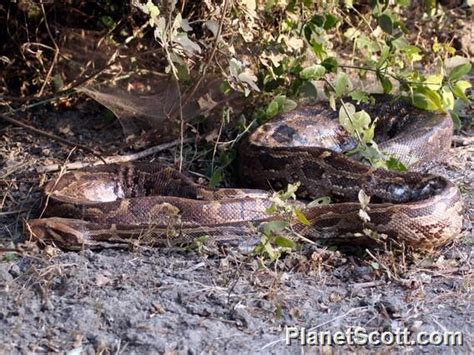 asian rock python full naked bodies