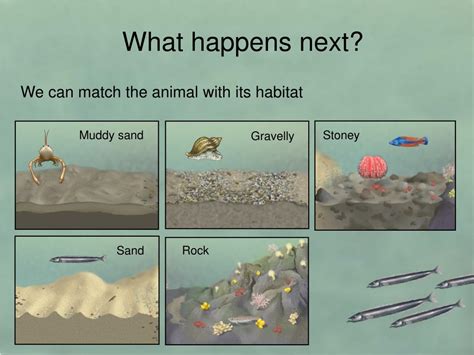 Ppt Explore The Sea Floor Powerpoint Presentation Free Download Id