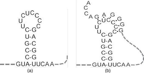 Basic Elements In Rna Secondary Structures The Stem Loop A And