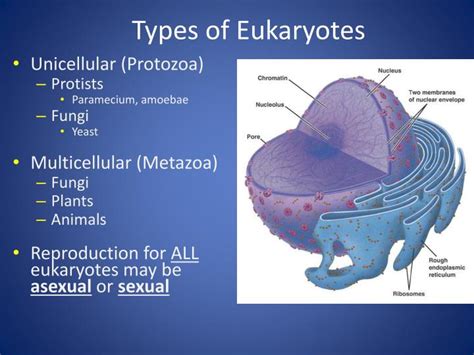 4 Types Of Eukaryotes