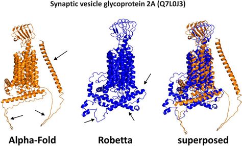 Comparison Of Alphafold And Robetta For The Synaptic Vesicle Protein