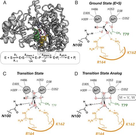 Decoupling Of Catalysis And Transition State Analog Binding From