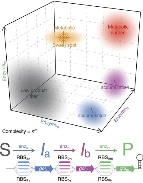 rationally reduced libraries for combinatorial pathway optimization