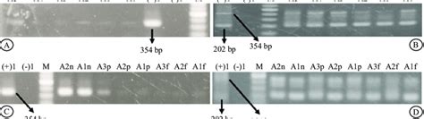 Sensitivity Test Of Nested Pcr Primers Using V Harveyi Mr5339 Serial