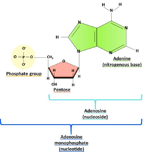 Adenine Nucleosides And Nucleotides Structure Nucleosides Consist Of A