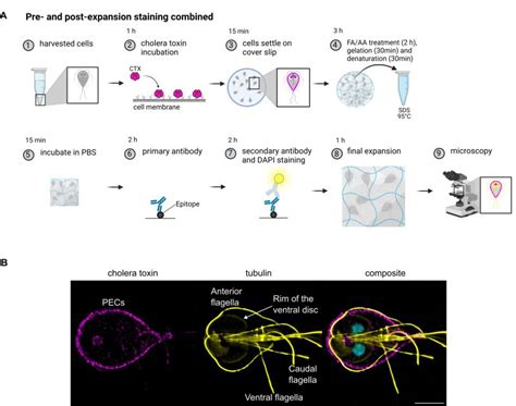 Expansion Of Metabolically Labelled Endocytic Organelles And