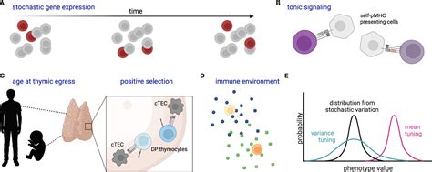 Frontiers Divide And Conquer Phenotypic And Temporal Heterogeneity