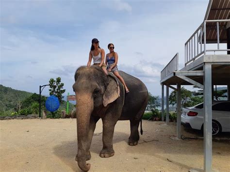 Phuket Elephant Camp Tiger Kingdom And View Point Phuket Gowithguide