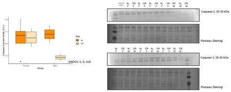 Nutrients Free Full Text Sex Specific Differences In Response To