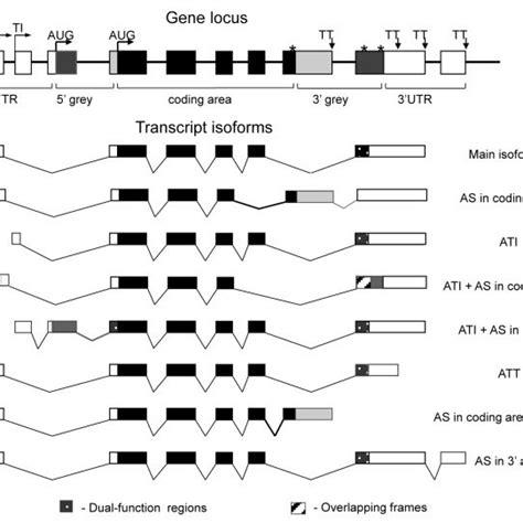 Distributions Of Introns In Longest Isoforms Transcribed From