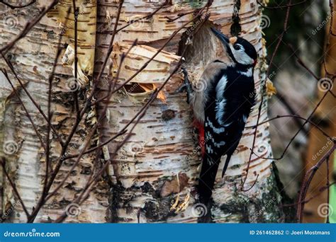 A Close Up Portrait Of A Great Spotted Woodpecker Or Dendrocopos Major