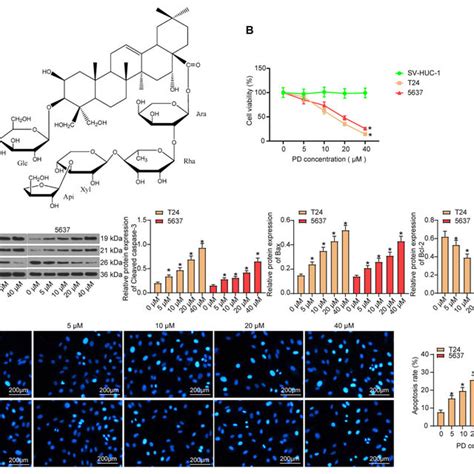 Platycodin D Pd Treatment Effectively Inhibits Bladder Cancer Cell