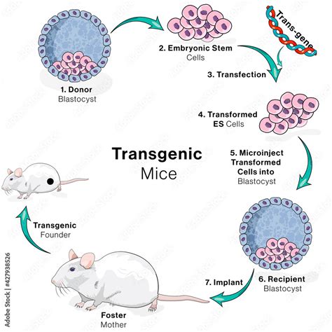 Illustration Of Steps In Production Of Transgenic Mice Or Mouse