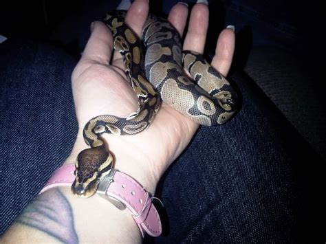 picked up a rescue today so sad