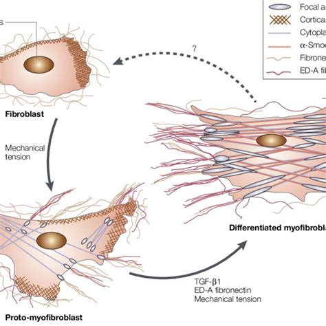 Fibroblast Myofibroblast Features In Different Situations Cell In