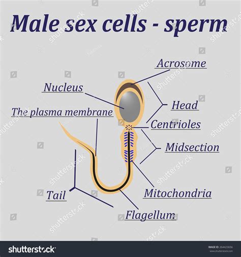 diagram male sex cells sperm stock vector royalty free 264423656