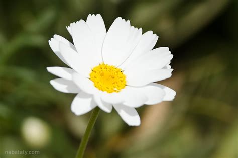صور زهرة الأقحوان نباتاتي