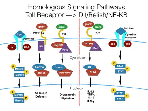 Homologous Signaling Pathways Toll Imd And Upd The Innate Immune