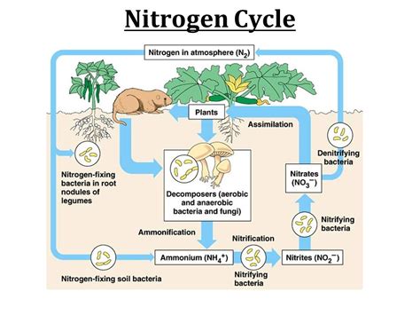 Nitrogen Cycle Diagrams 101 Diagrams