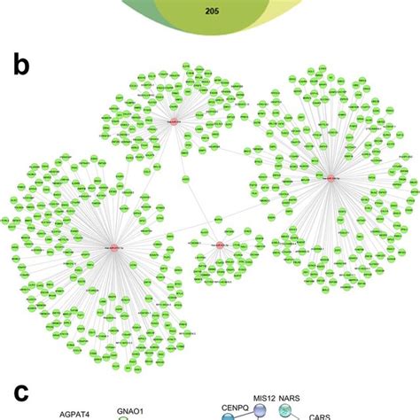 The Mirna Gene Network For Mirnas Associated With Genes Related To