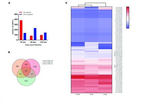 Differential Expression Profiles Of Mirnas In Lmh Cells A Number