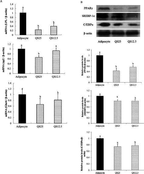E Ff Ect Of Qs On The Mrna A And Protein B Expression Of Ppar γ