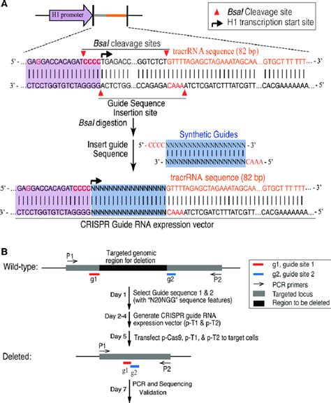 An Optimized System For Targeted Gene Deletion In Human Cells With