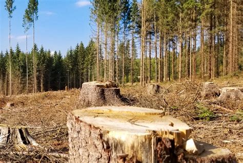 Devastating Deforestation Statistics Impact Of Forest Loss