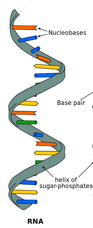 Dna And Rna — Structure And Function Expii